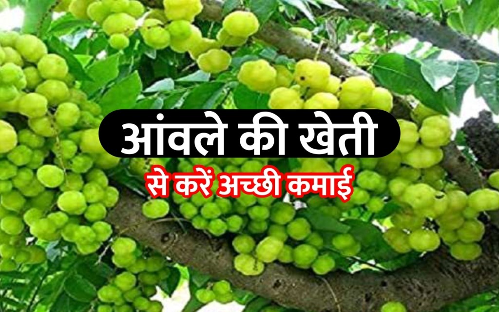 Amla Farming: इस तरीके से आंवले की खेती कर बने करोड़पति ,जाने क्या है ...