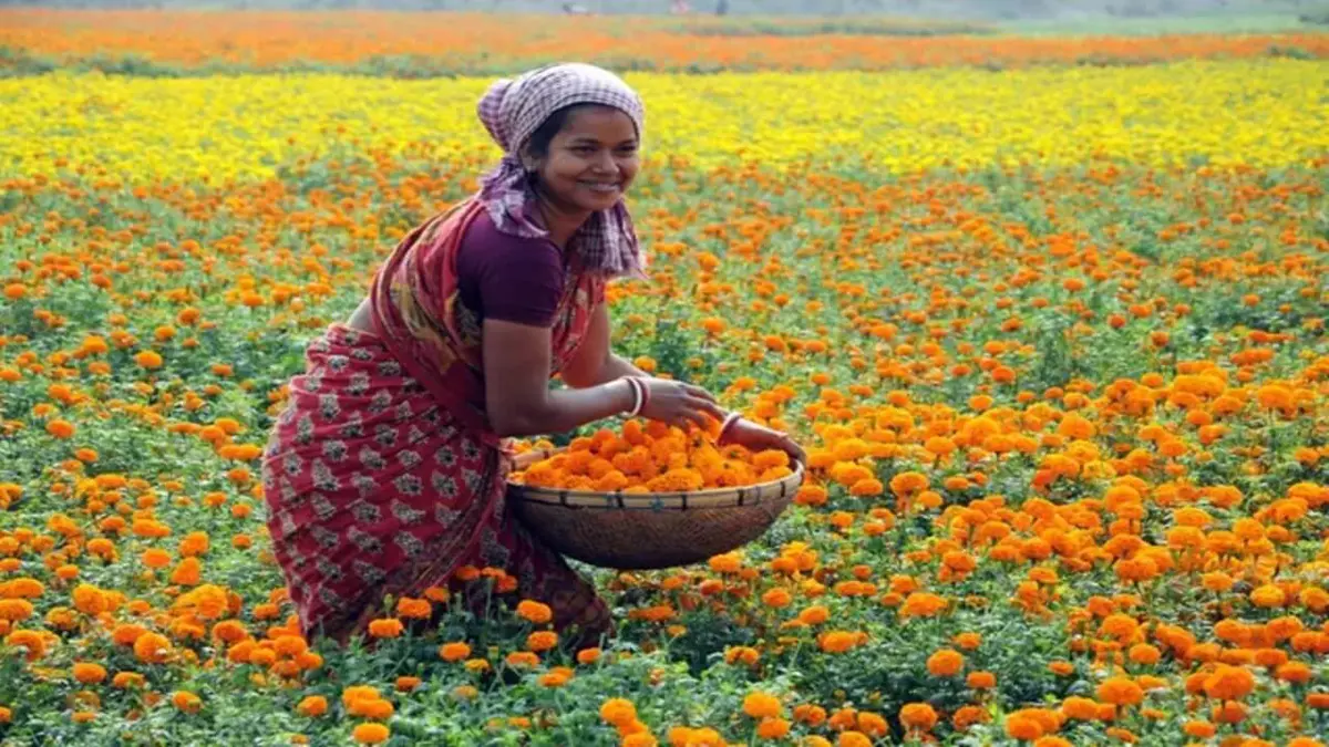 Marigold Farming: किसानों के लिए खुशखबरी, इस खेती पर किसानों को मिल रही ...